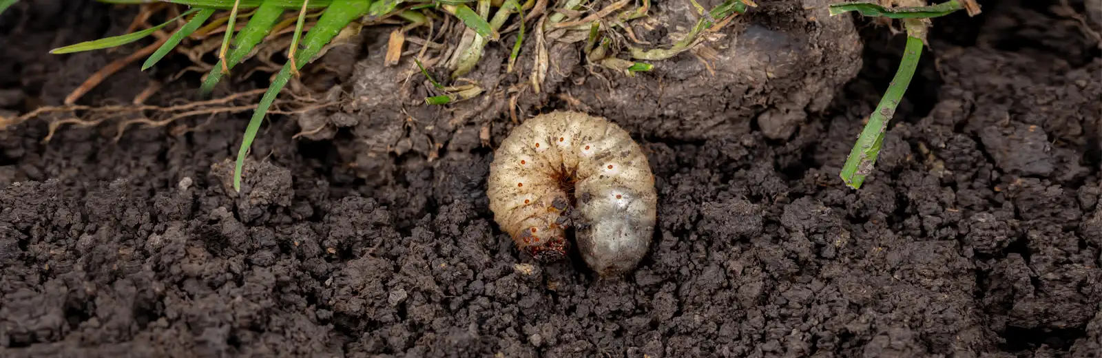 Signs of Grub Damage in Your Yard | Nuleaf Lawn Care