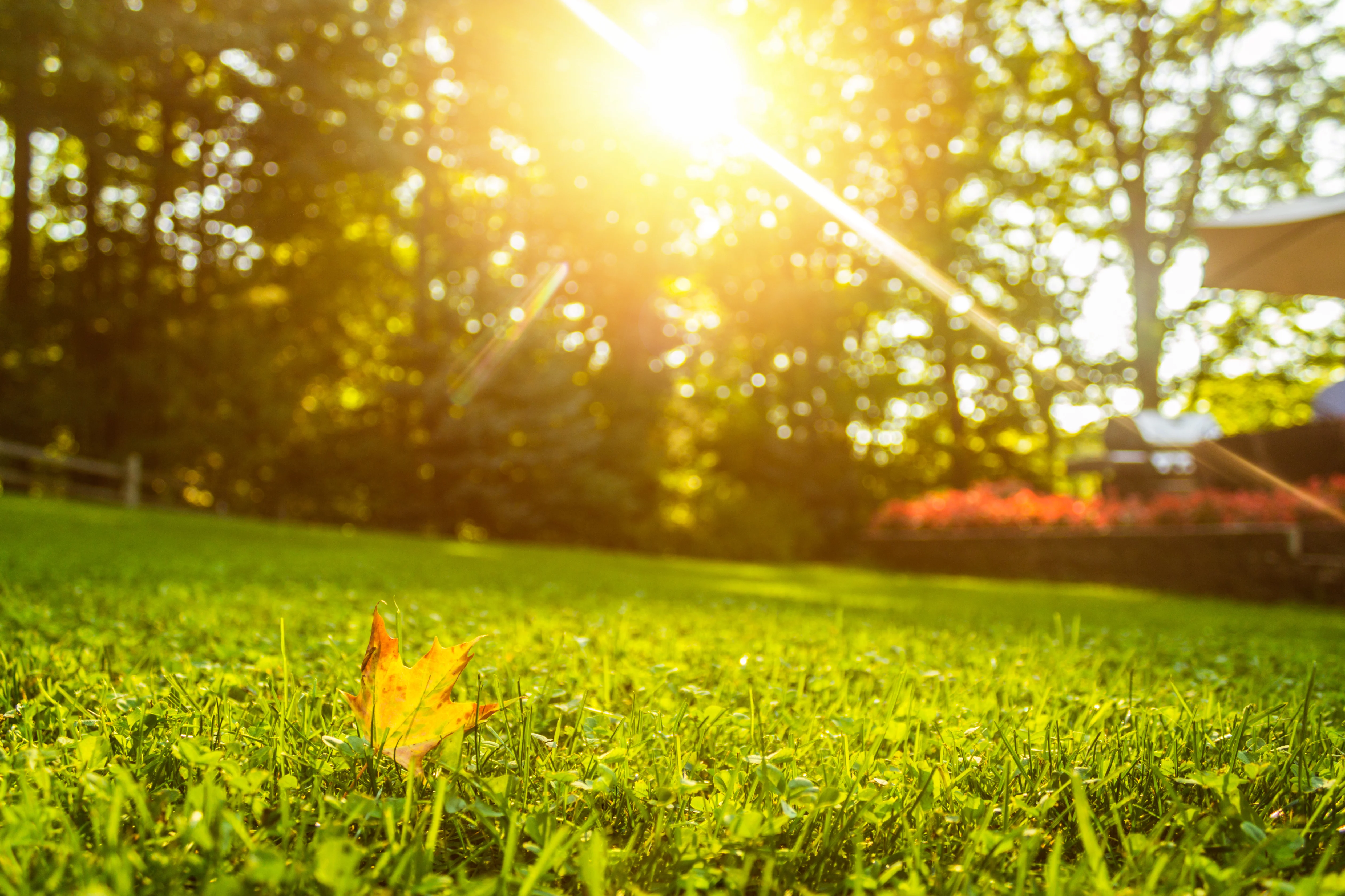 Common Types of Grass Seeds | NuLeaf Lawn Care