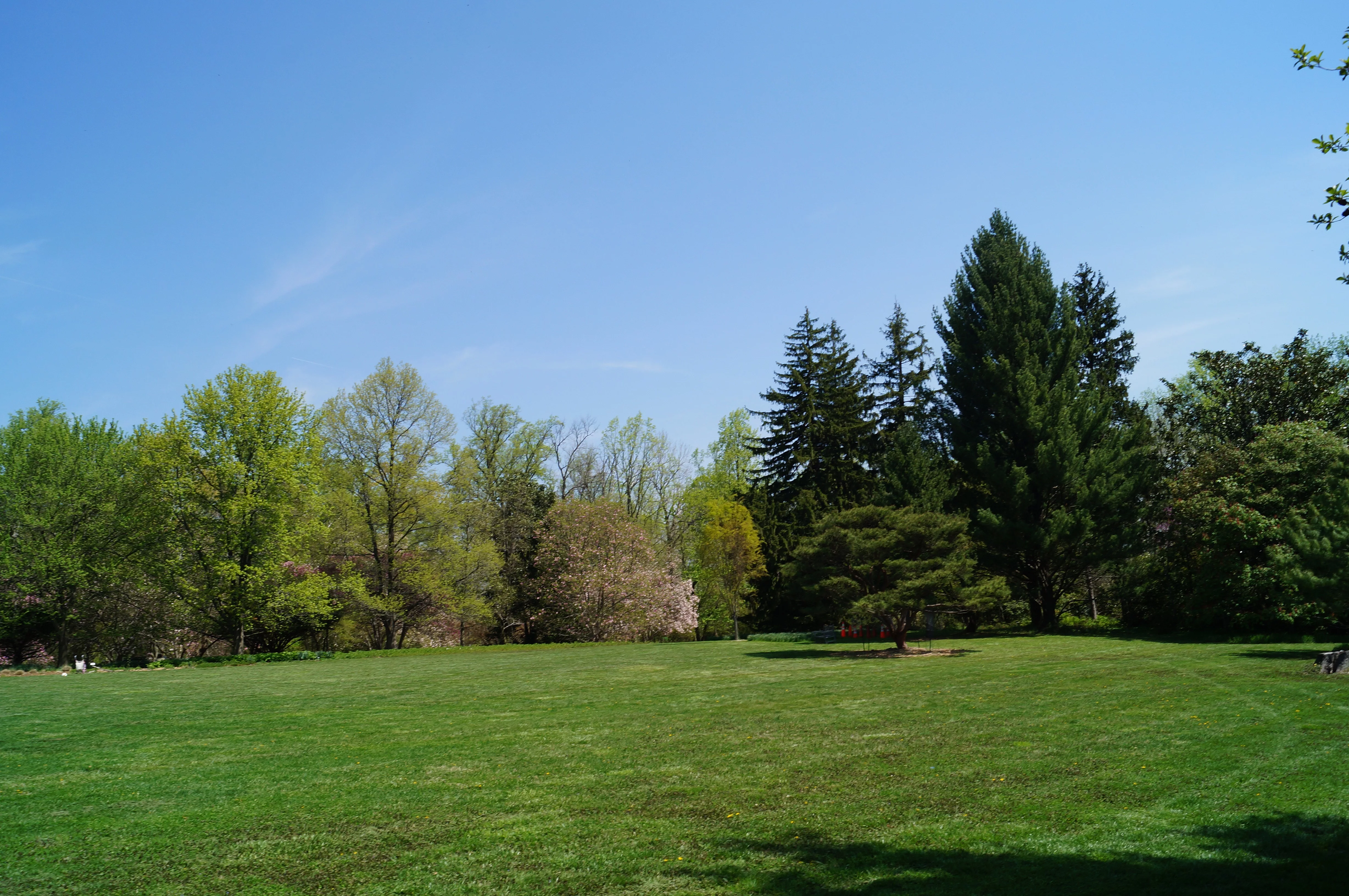 5 Trees That Will Improve Your Virginia Lawn | NuLeaf Lawn Care